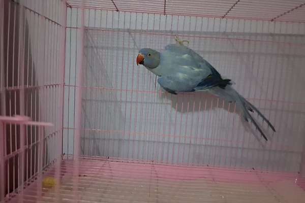 Indian Ringneck -Female