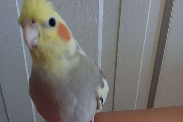 Cockatiel Bird
