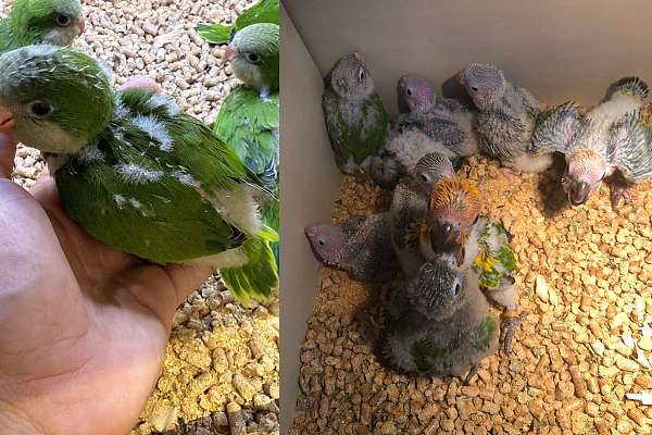 Baby parrots