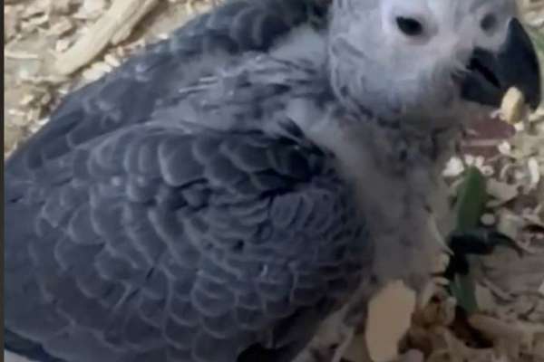 African Grey Baby
