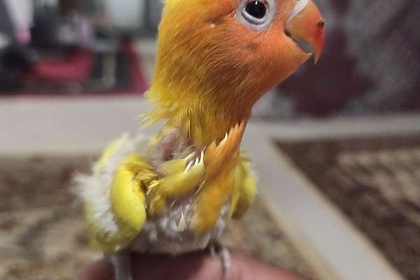 Baby Lutino Fisher Loverbirds