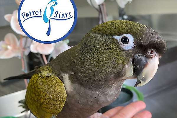 Baby Patagonian Conure