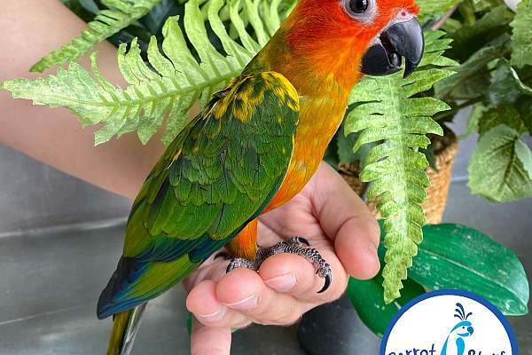 Baby Sun Conure