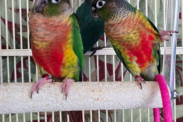 Baby Pineapple Check Conure