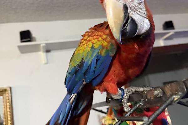 Red Camelot Macaw Baby