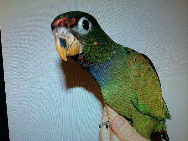 Pionus Maximilian Hand-Fed Babies For Sale!