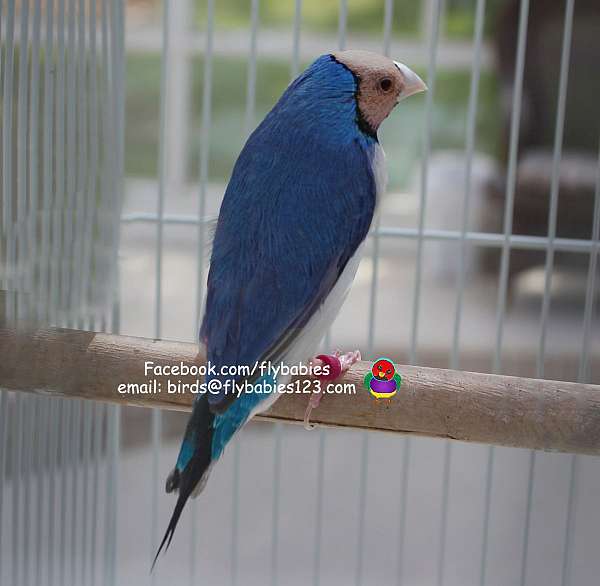 Wholesale - Introducing a New Line of Blue Gouldians