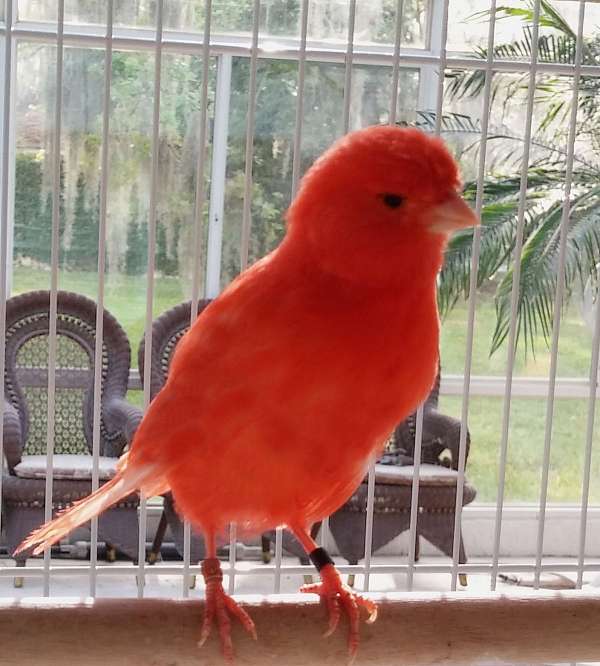 Fast Shipping - Introducing New Line of Champion Singing Canary