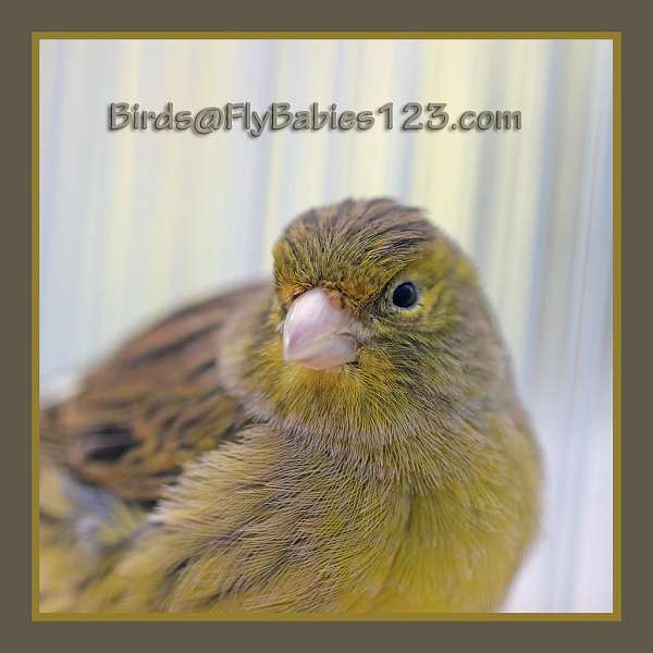 Wholesale - Canary Promotion - Prices starting - Fast Shipping