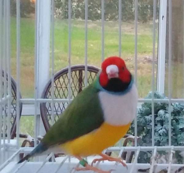 Beautiful Green Lady Gouldian - Fast Shipping