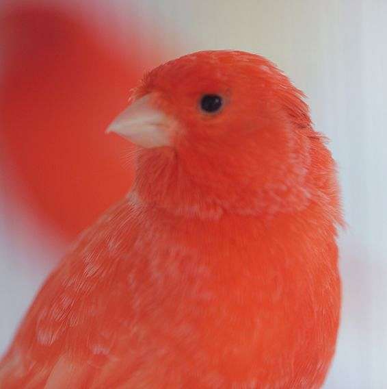 Wholesale - Dazzling Red Canary - - Optional Shipping