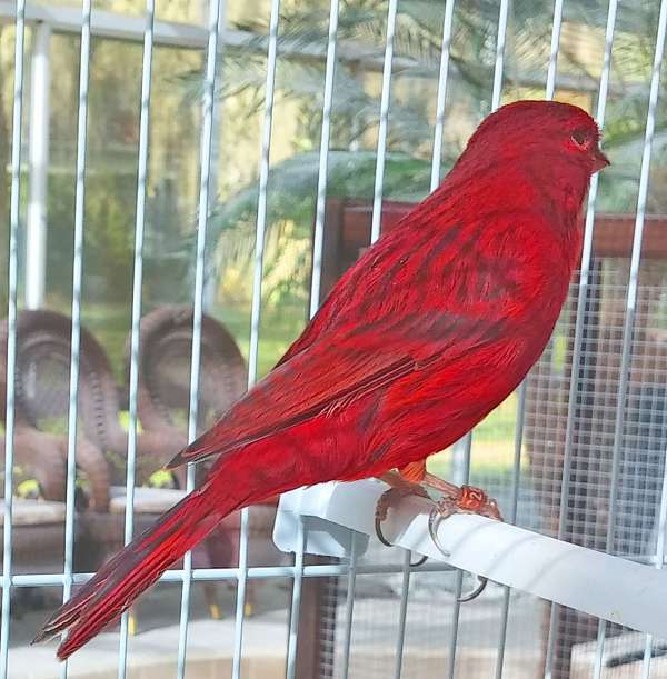 Wholesale - Red Canaries Having Fun - Fast Shipping