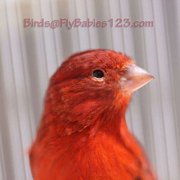 Wholesale - Flashy Red Canary