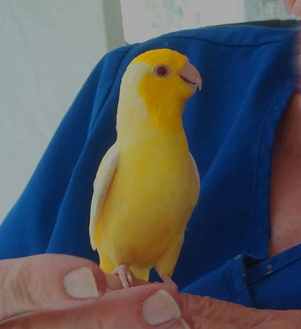 Shipping Fast - Watch this Gorgeous Parrotlet