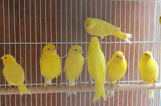 Fast Shipping - Yellow Canary - Male or Female
