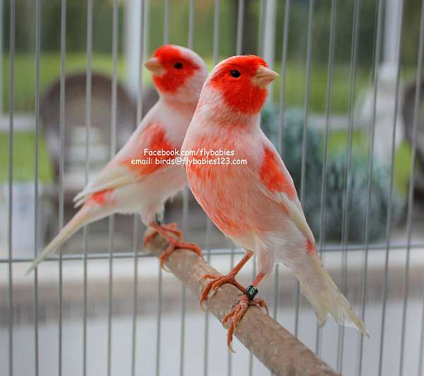 Wholesale - Red Mosaic Champion Canaries - Fast Shipping