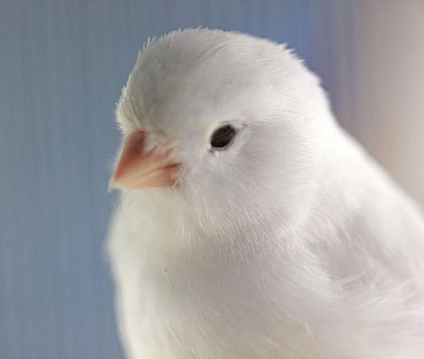 Beautiful White Canaries Only $ - Prices starting at $289 - Fast Shipping