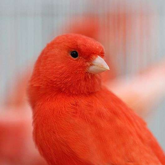 Wholesale - Fast Shipping - - Champion Exotic Canaries