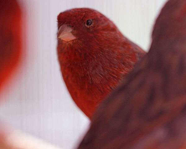 Fast Shipping - Magnificent Champion Singing Red Canaries