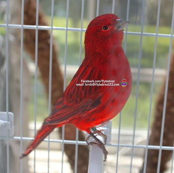 Gorgeous Red Bronze Canary - $189 - Fast Shipping