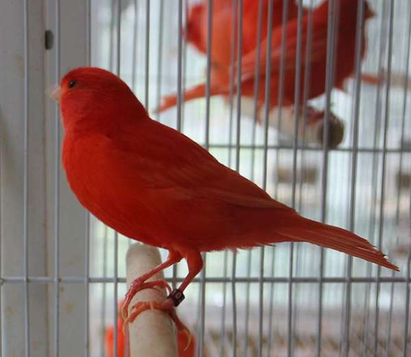 Wholesale - Rusty Red Singing Canary - Fast Shipping