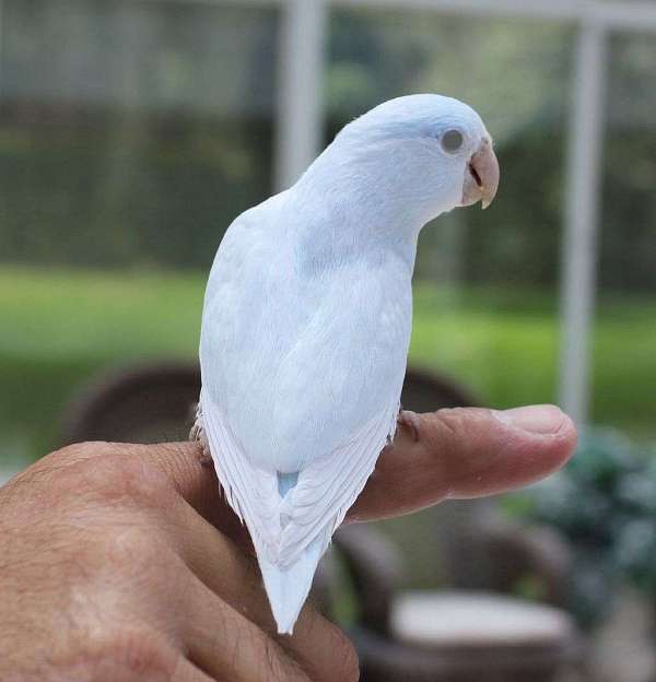 Fast Shipping - Gorgeous Blue Male Parrotlet - Prices Start at $499