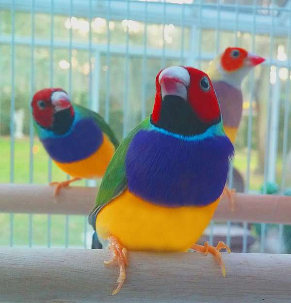 Wholesale - All Gouldians - Reduced