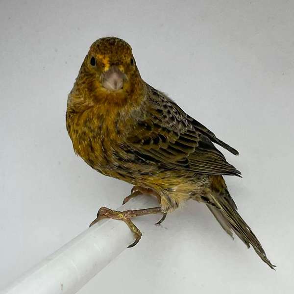 Beautiful Champion Singing Lizard Canary