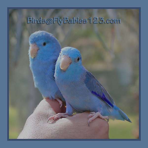 Baby Parrotlets - U.S. Shipping - Prices start at $395