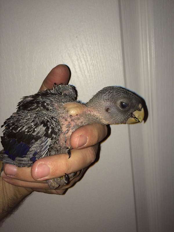 Pionus Dusky Babies For Sale!