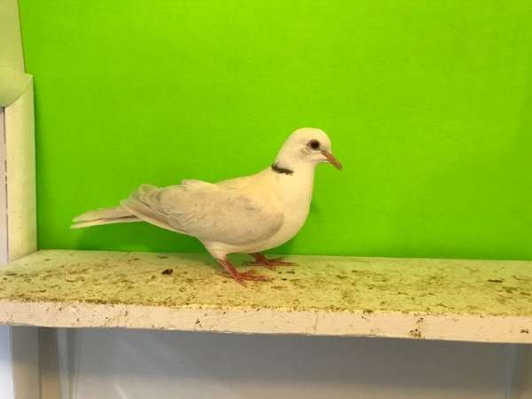 Ringneck Doves, Many varieties