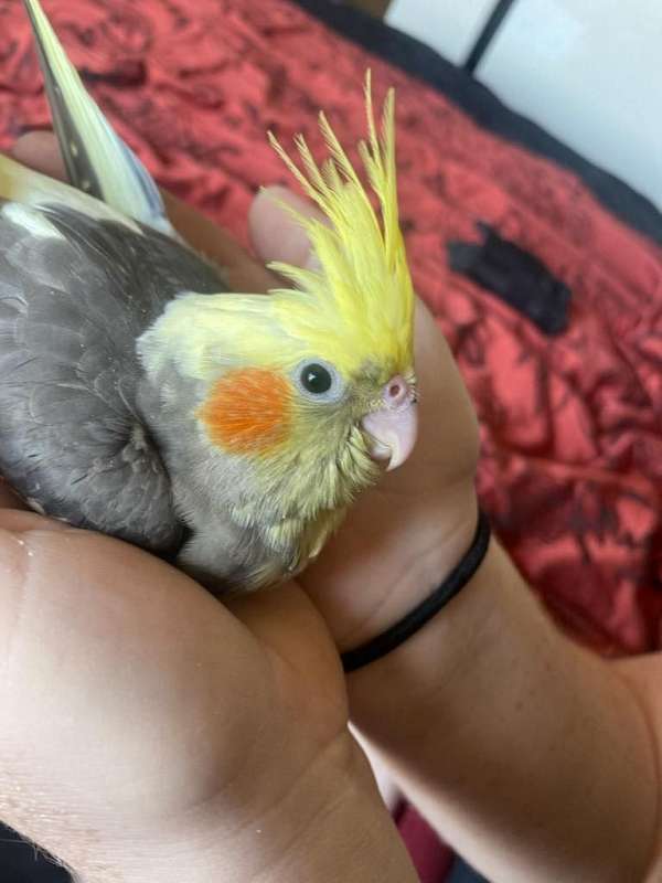 Super Tame Cockatiels, All Stages and Mixes. Breeding pairs.