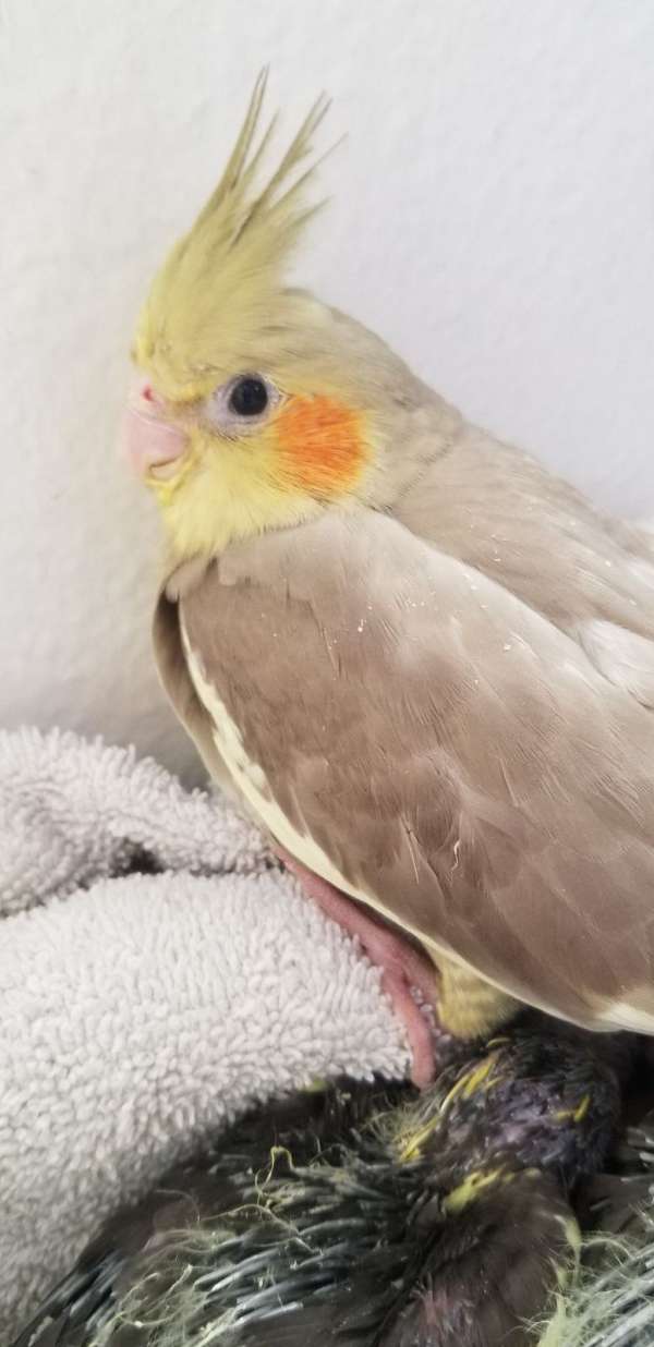 Super Tame Cockatiels, All Stages and Mixes. Breeding pairs.