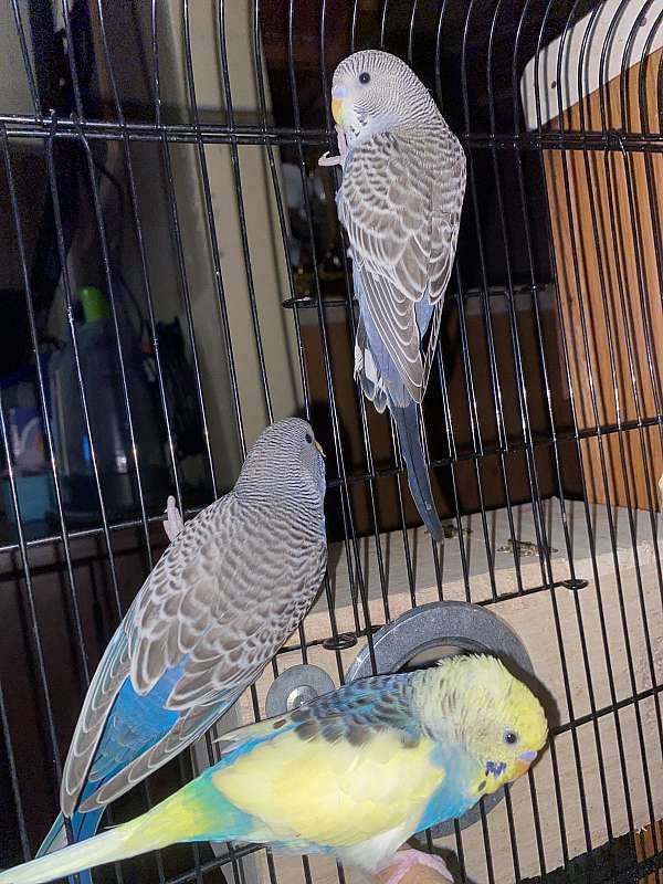 Parakeets for sale