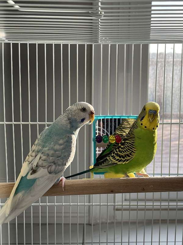 2 Budgies for Sale