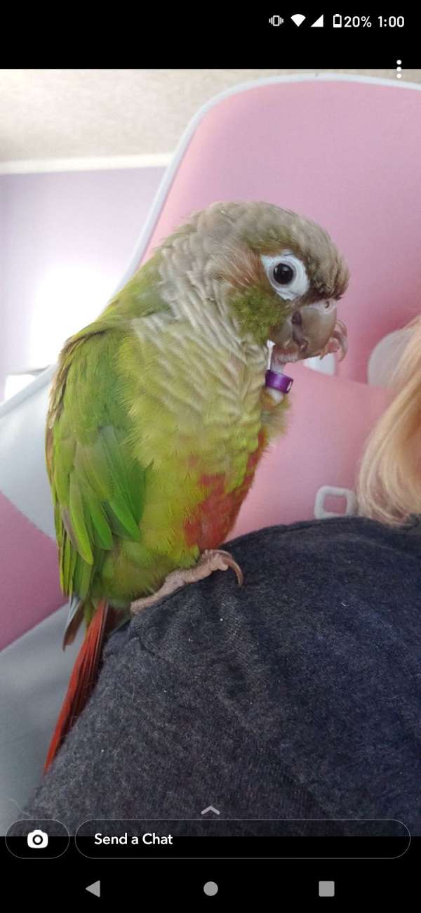 Pineapple Conure