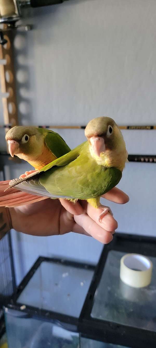 pair of hand fed Pineapple green cheek conures