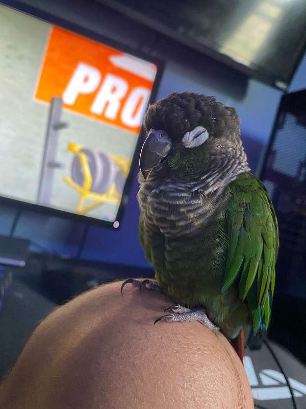 Green Cheek Conure 2 yrs. Old