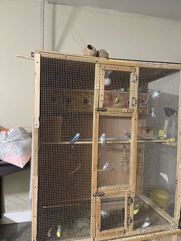 Parakeets with cage