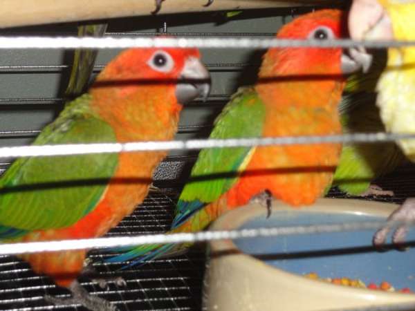 Baby red factor Sun Conures available at $850 each with DNA Certificates
