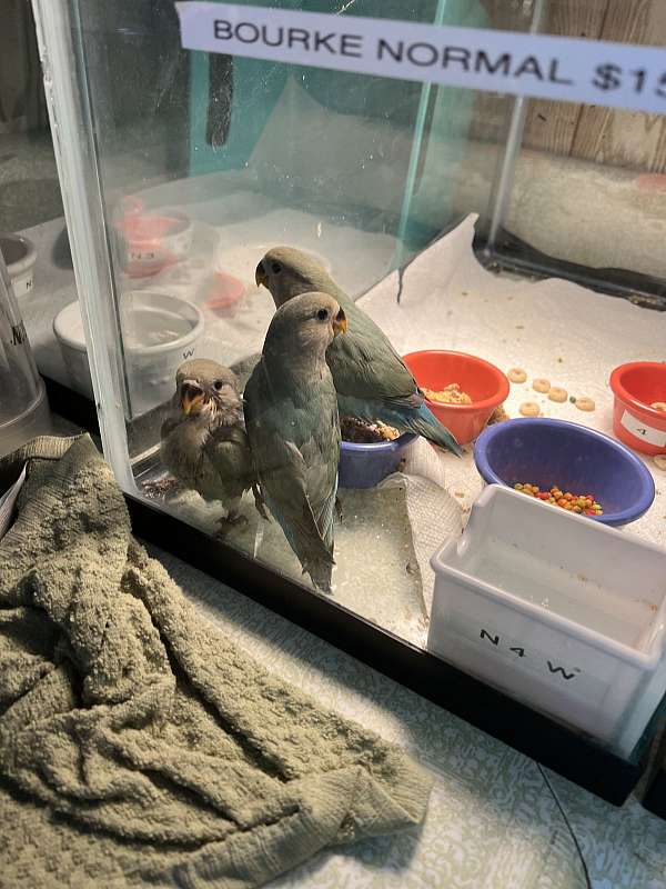 Lovebird - Peach Face Sea Foam Blue (in the Midwest) - New Babies