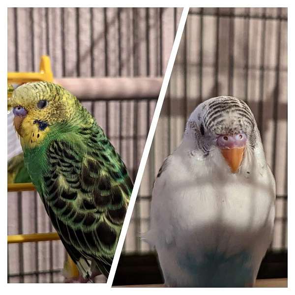 Budgies