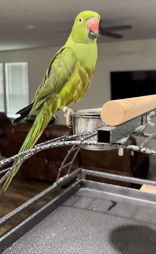 Female indian ringneck