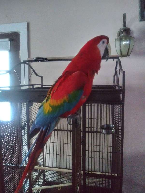 Ruby Macaw
