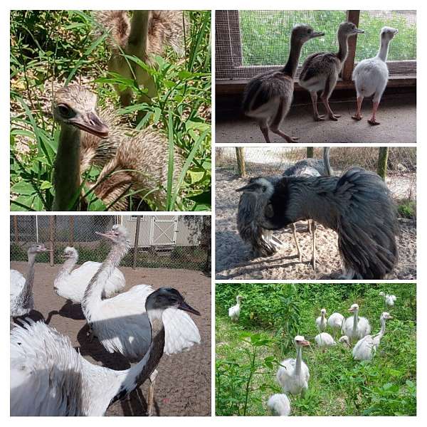 Rhea babies- white ( no shipping)