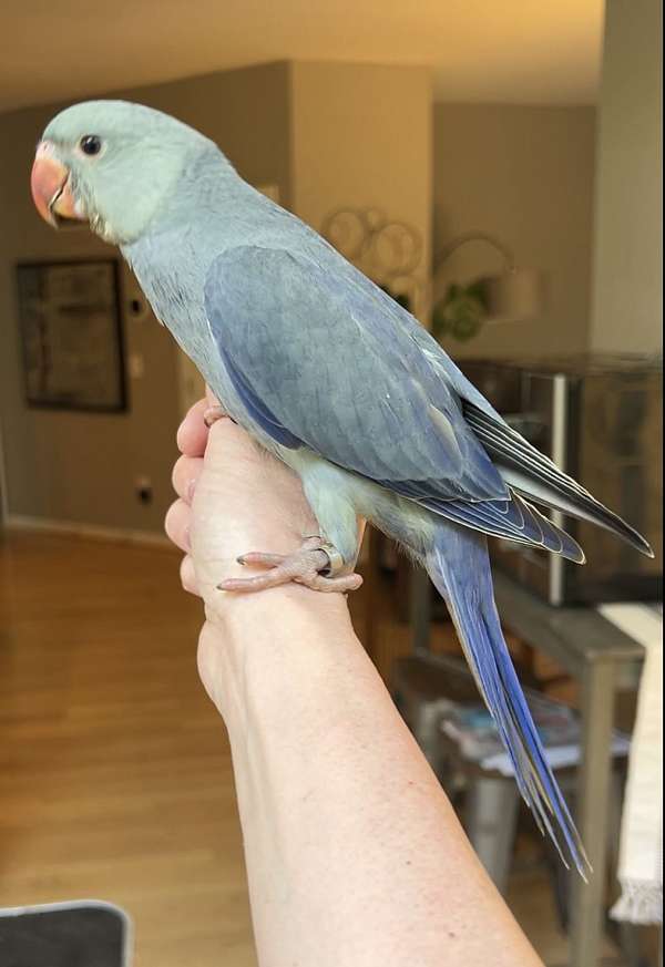 Male violet emerald ringneck baby ready now