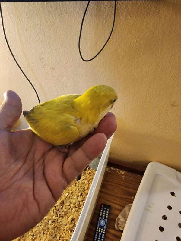 Quakers babies Different Mutations Available Now