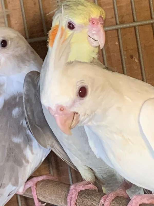 Cockatiels babies handfed tame and weaned
