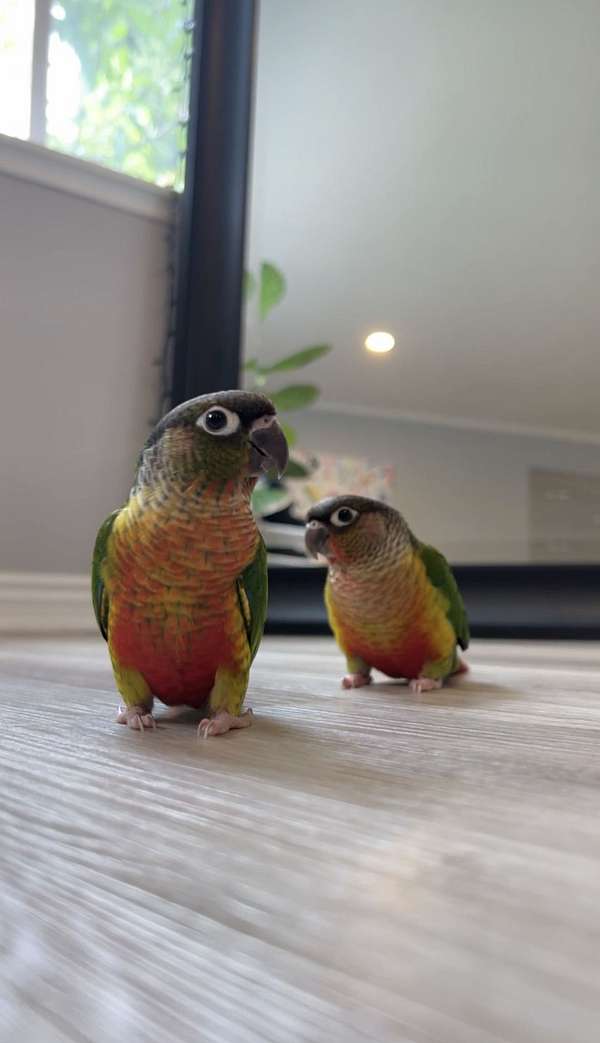 Green Cheek Conures Hand Fed