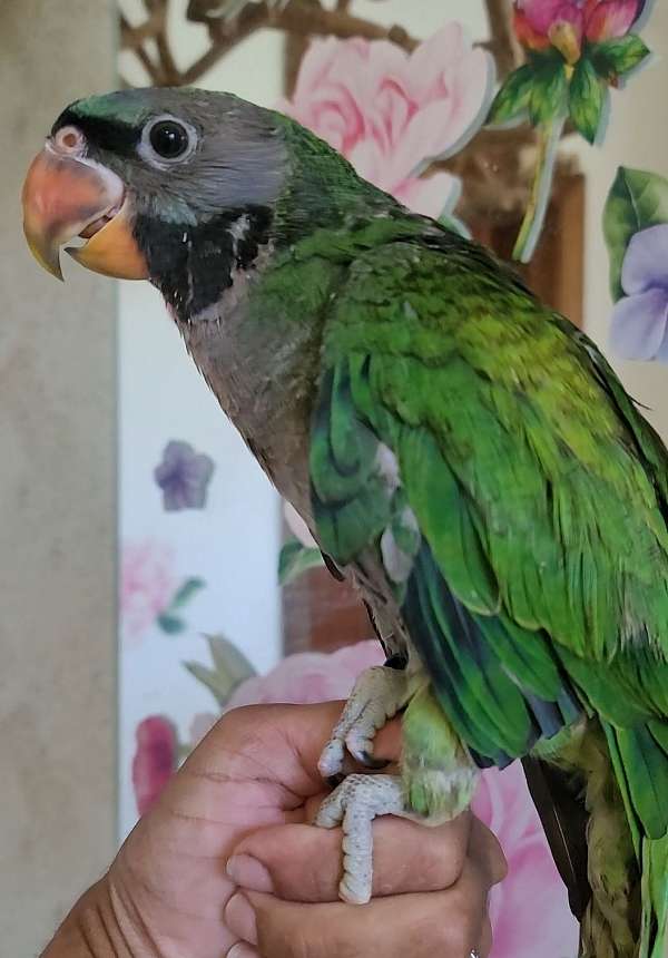 Female Derbyan parakeet